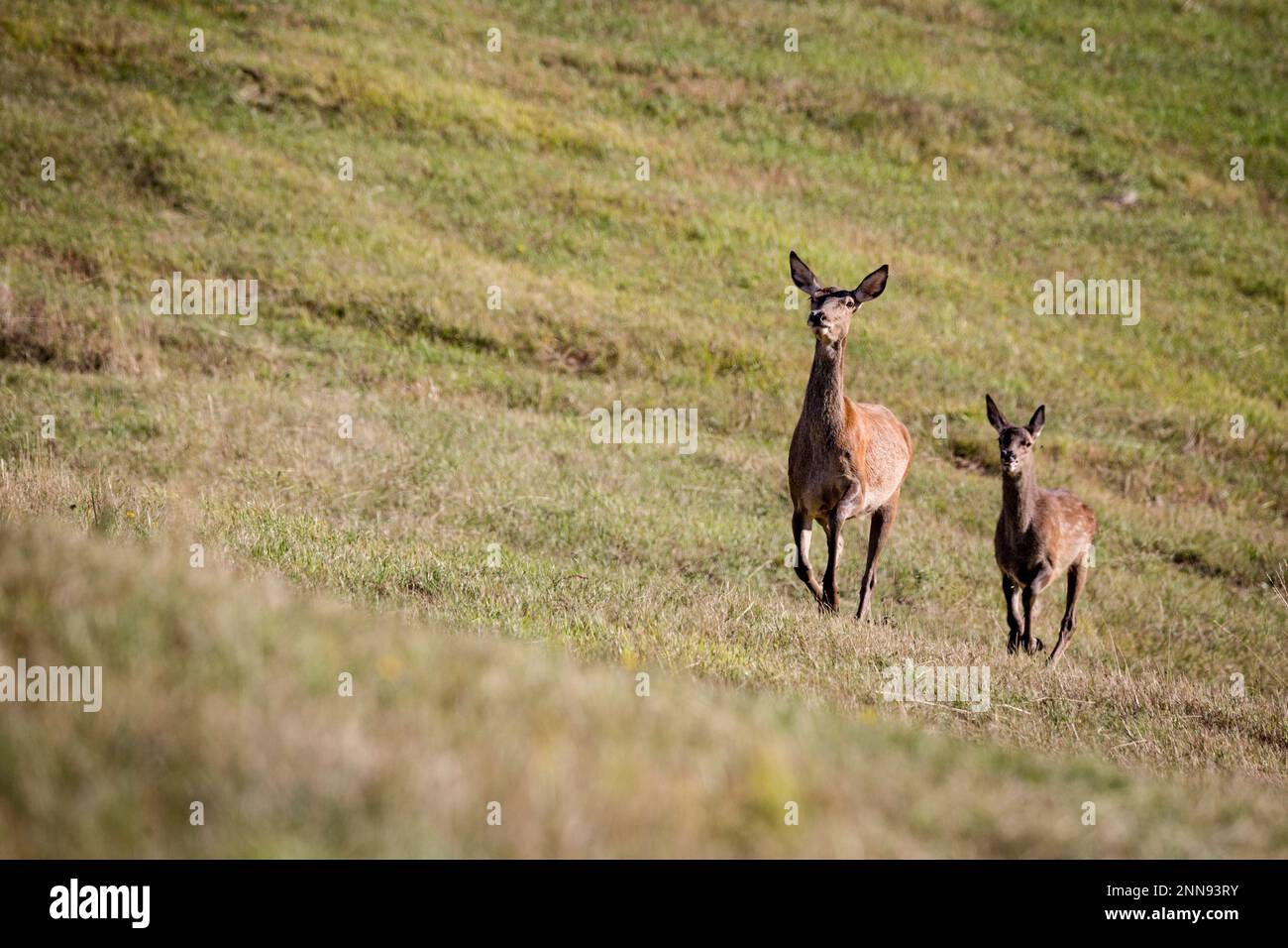 Italian deer photographed in the wild Stock Photo - Alamy