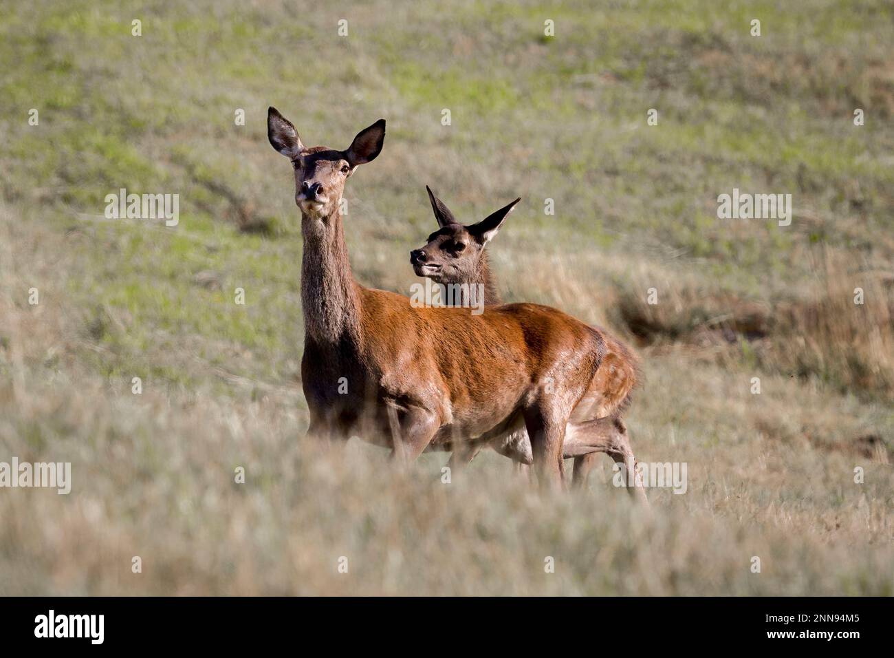 Italian deer photographed in the wild Stock Photo - Alamy