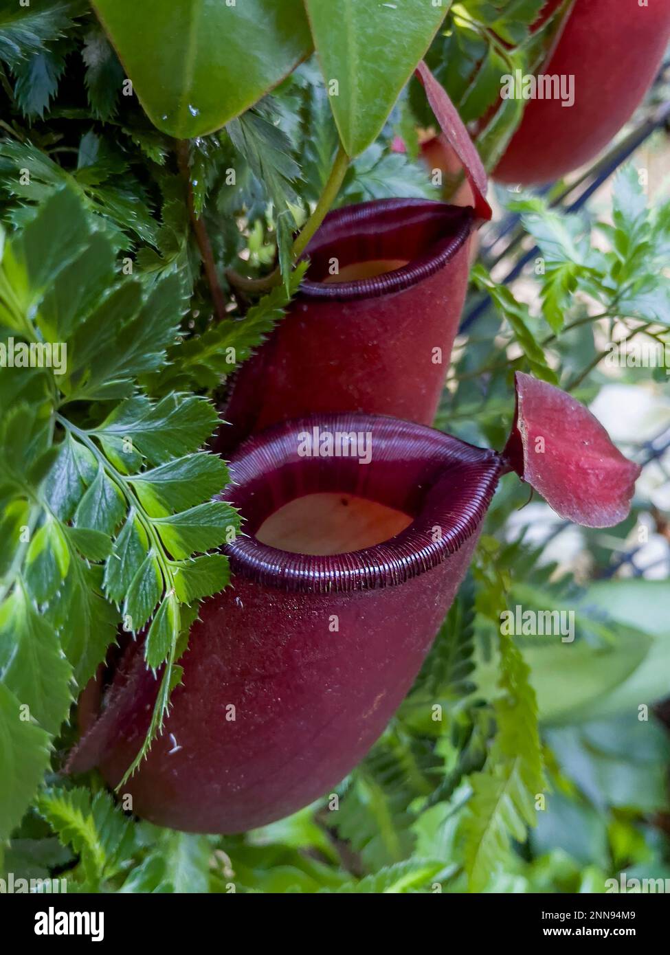 Tropical Pitcher plants growing in the warmth of the Princess of Wales ...