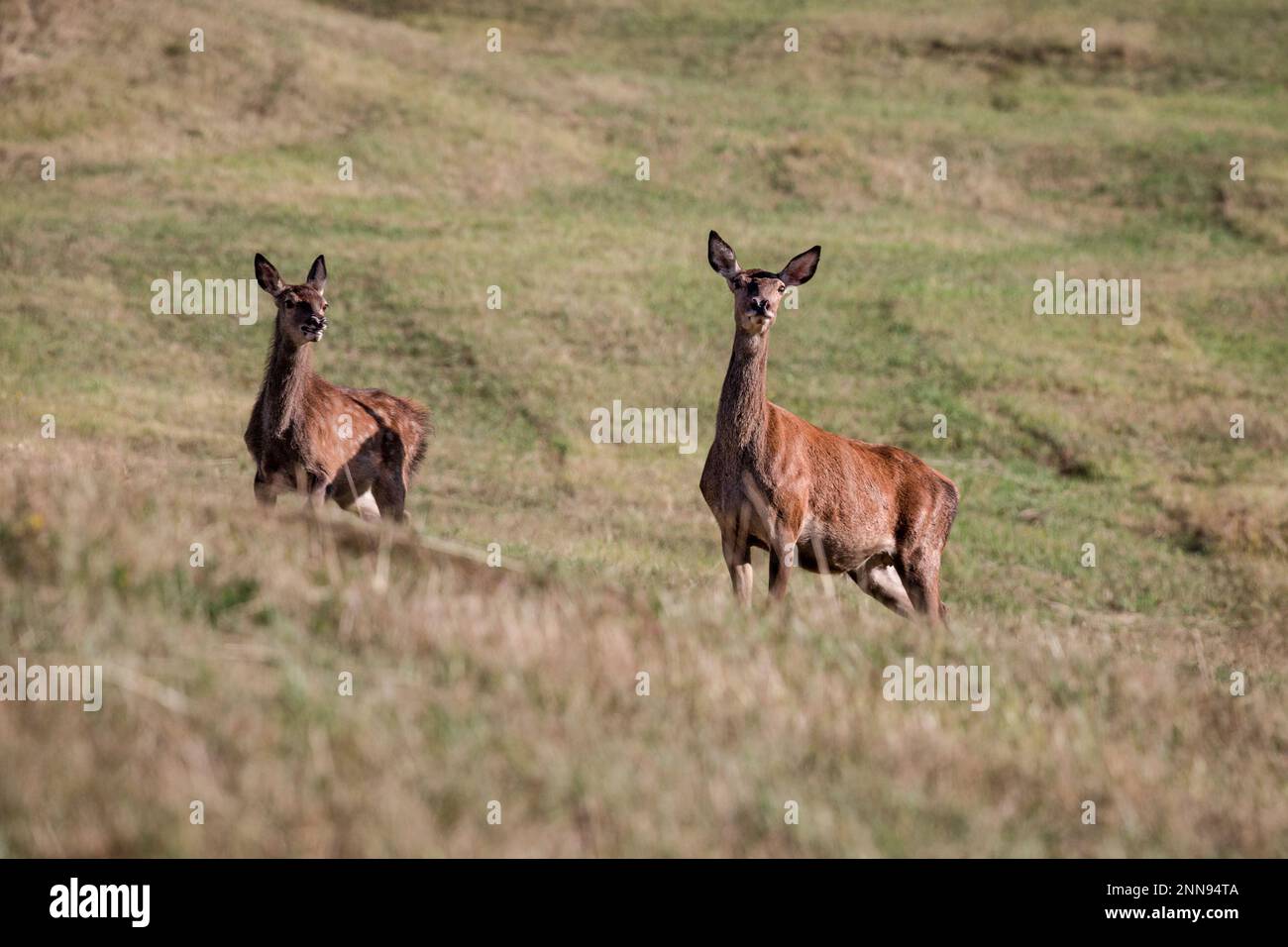Italian deer photographed in the wild Stock Photo - Alamy