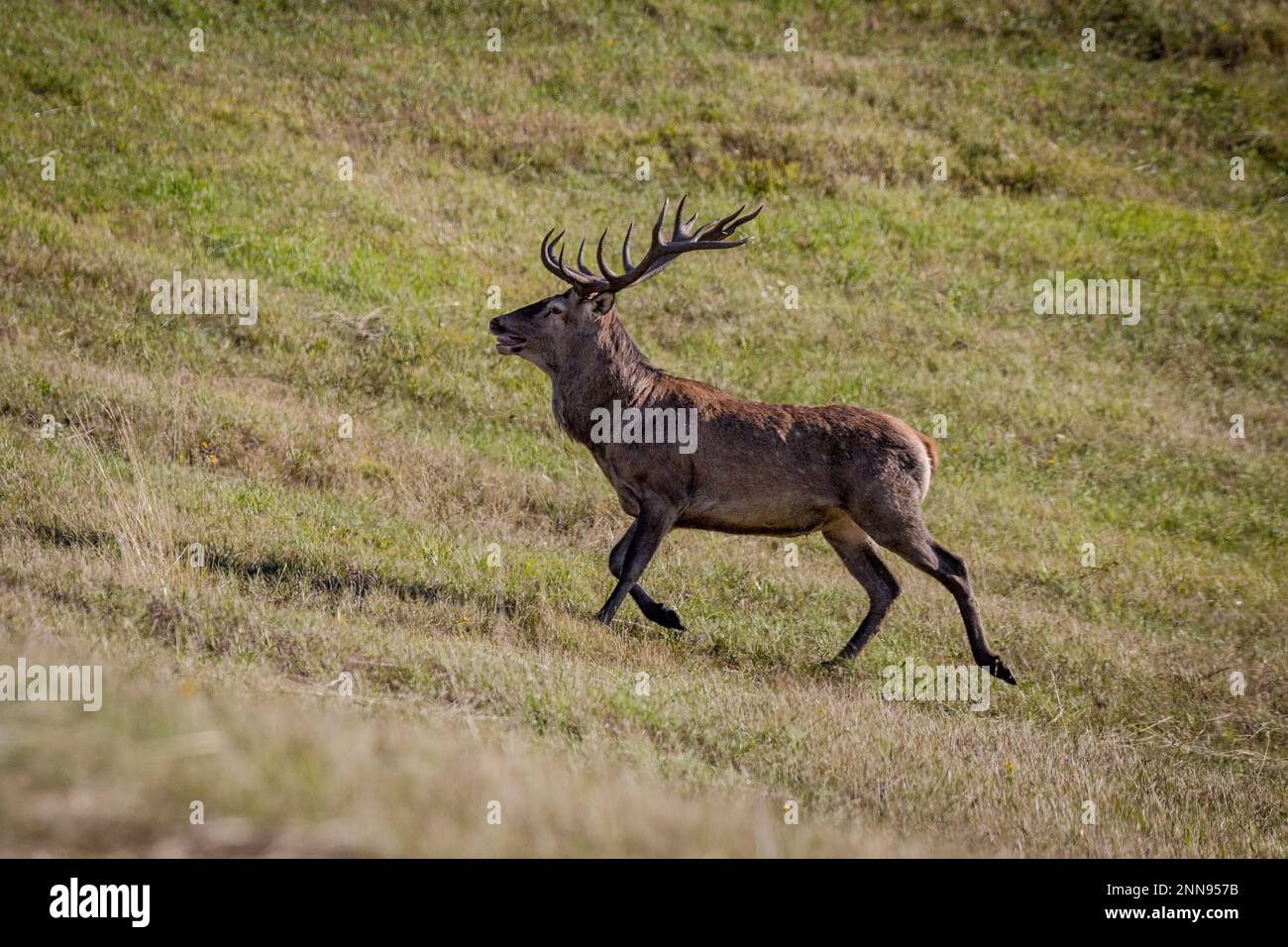 Italian deer photographed in the wild Stock Photo - Alamy