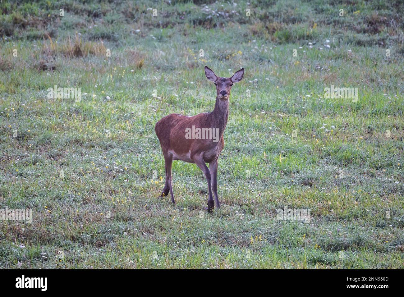 Italian deer photographed in the wild Stock Photo - Alamy