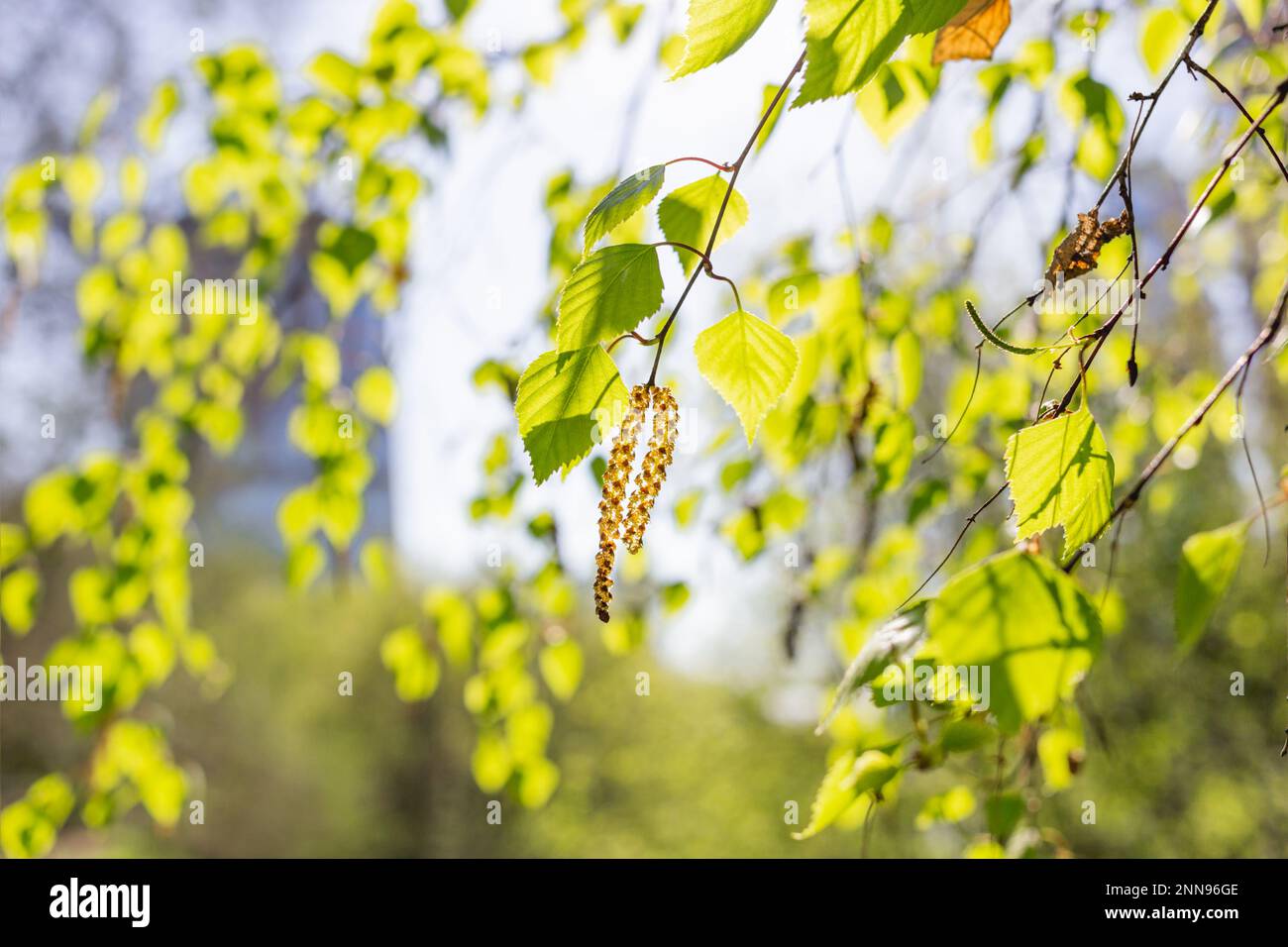 Allergy flower hi-res stock photography and images - Alamy
