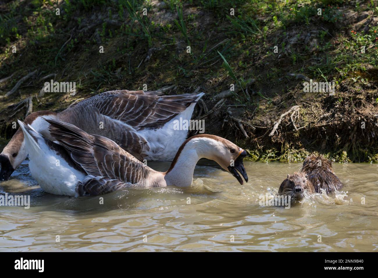 Birds of Italy living in freedom Stock Photo - Alamy