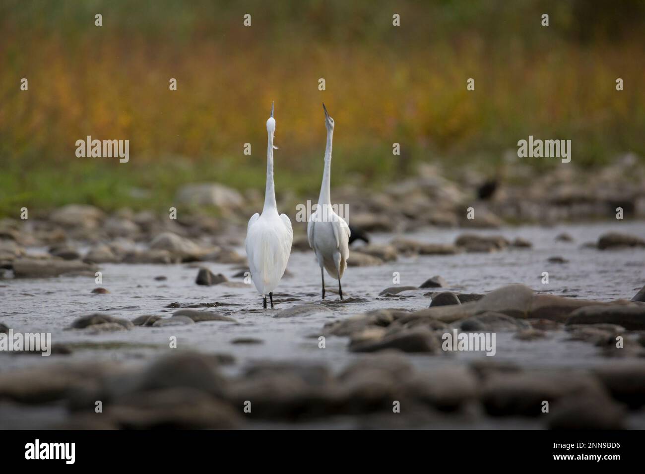 Birds of Italy living in freedom Stock Photo - Alamy