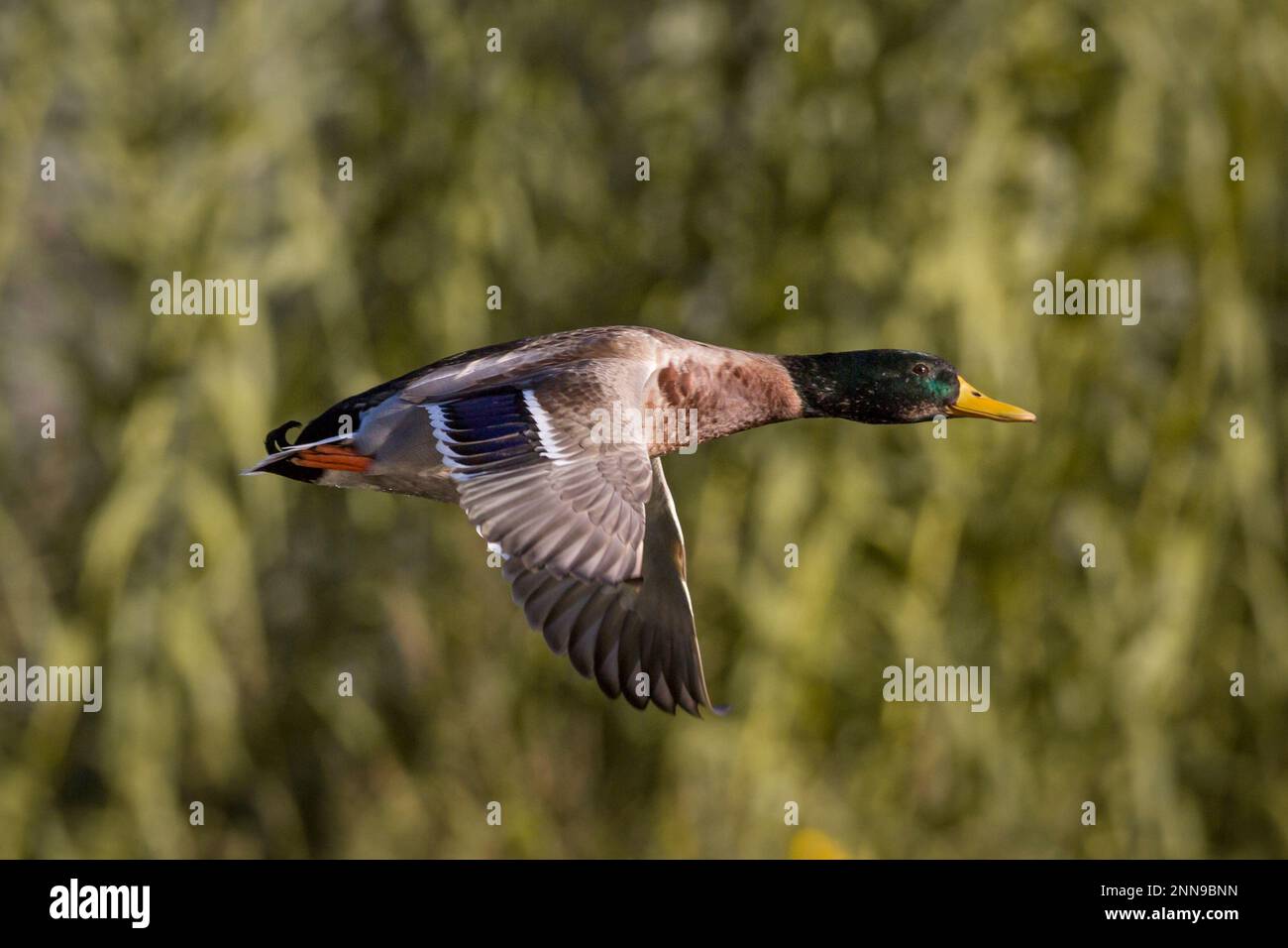 Birds of Italy living in freedom Stock Photo - Alamy