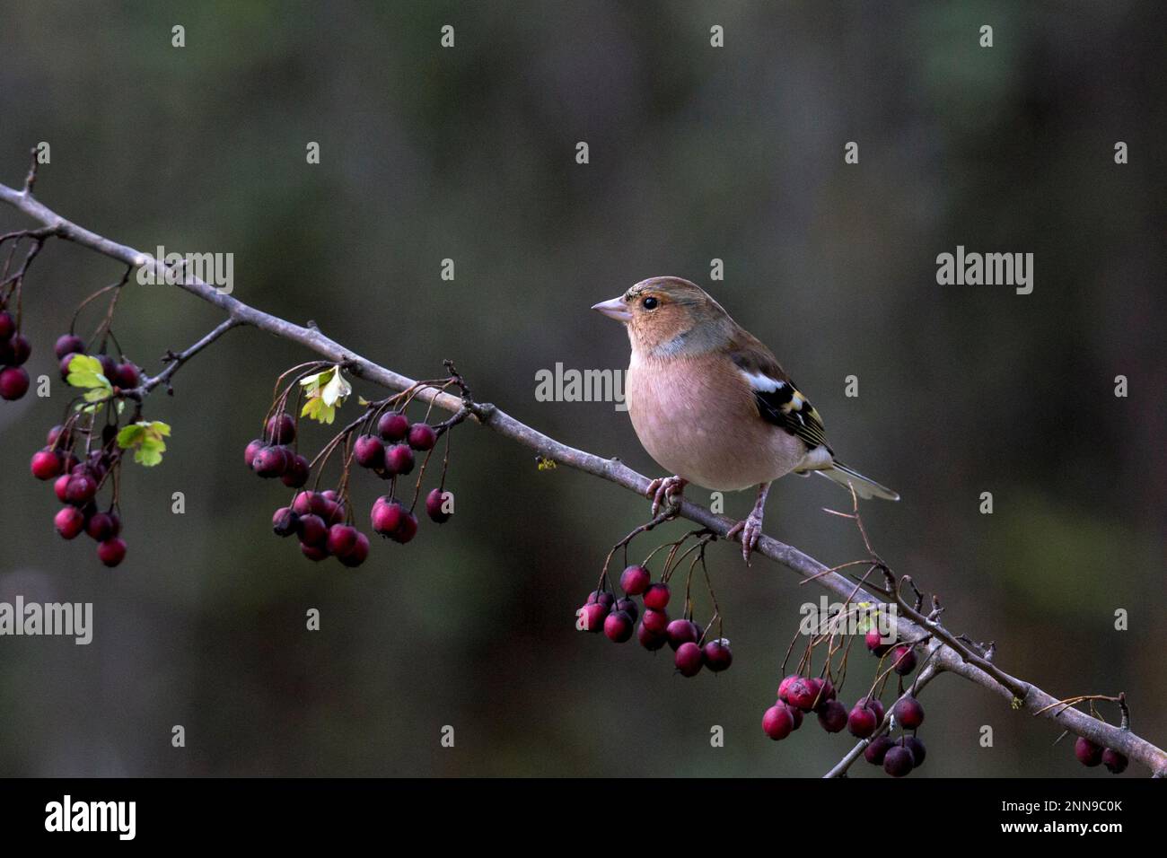 Birds of Italy living in freedom Stock Photo - Alamy