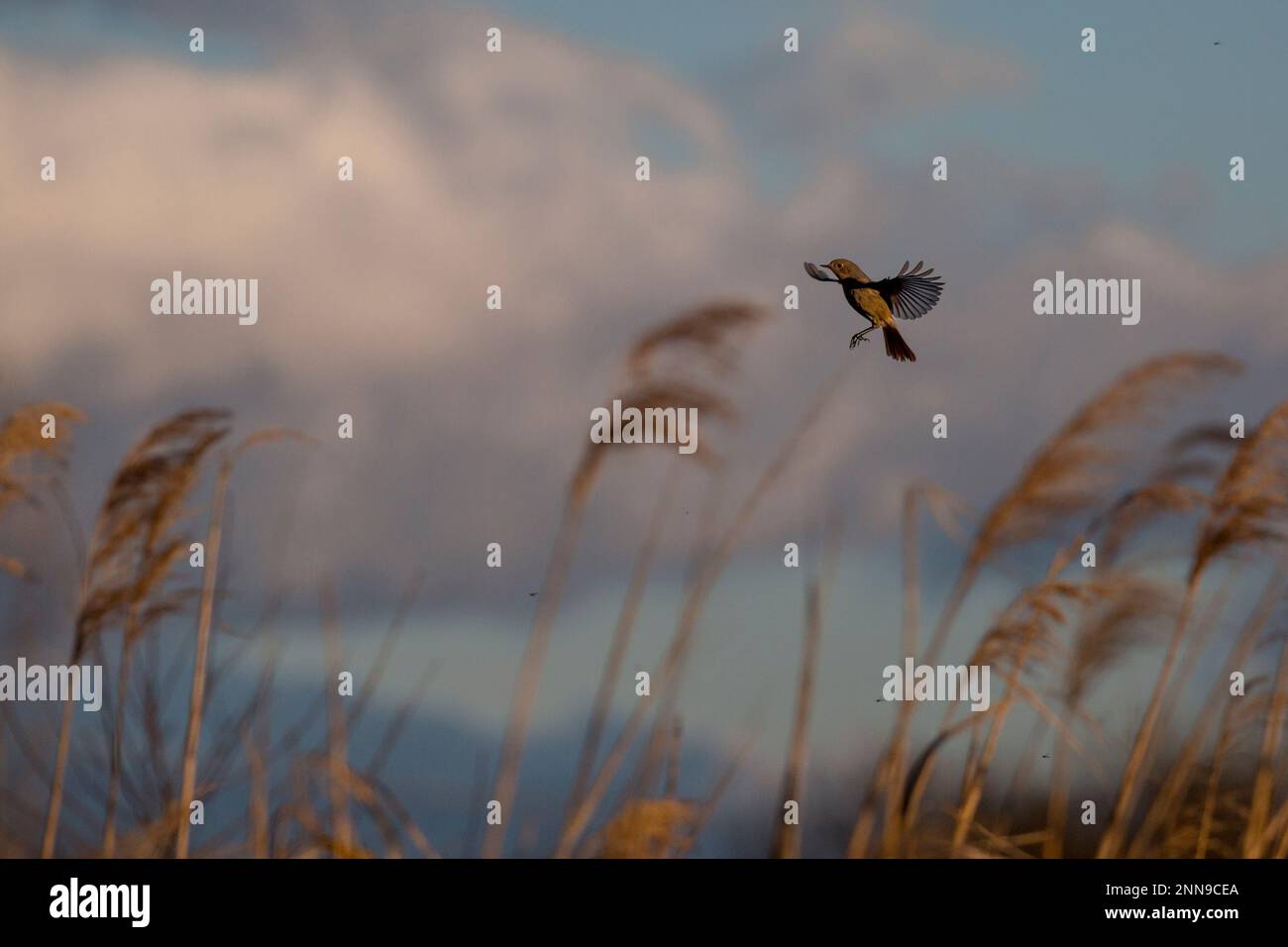 Birds of Italy living in freedom Stock Photo - Alamy