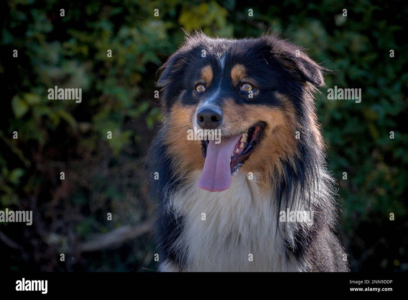 Beautiful bulldog competition hi-res stock photography and images - Alamy
