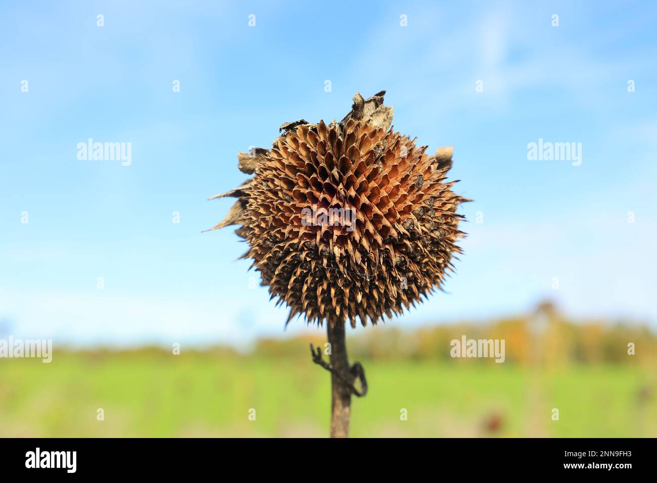 Empty sunflower hi-res stock photography and images - Alamy
