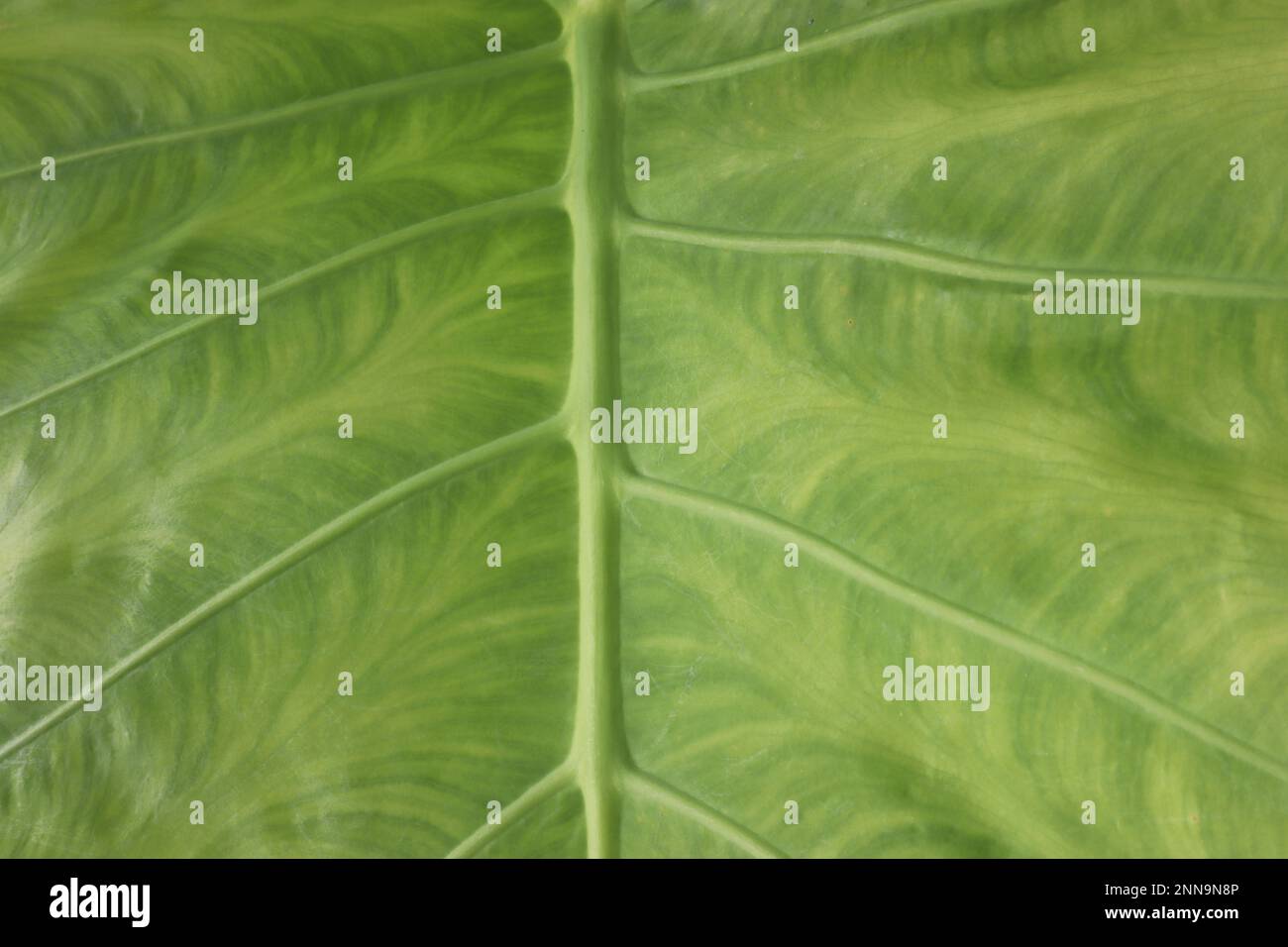 Bright green big leaf tropical plant Stock Photo - Alamy