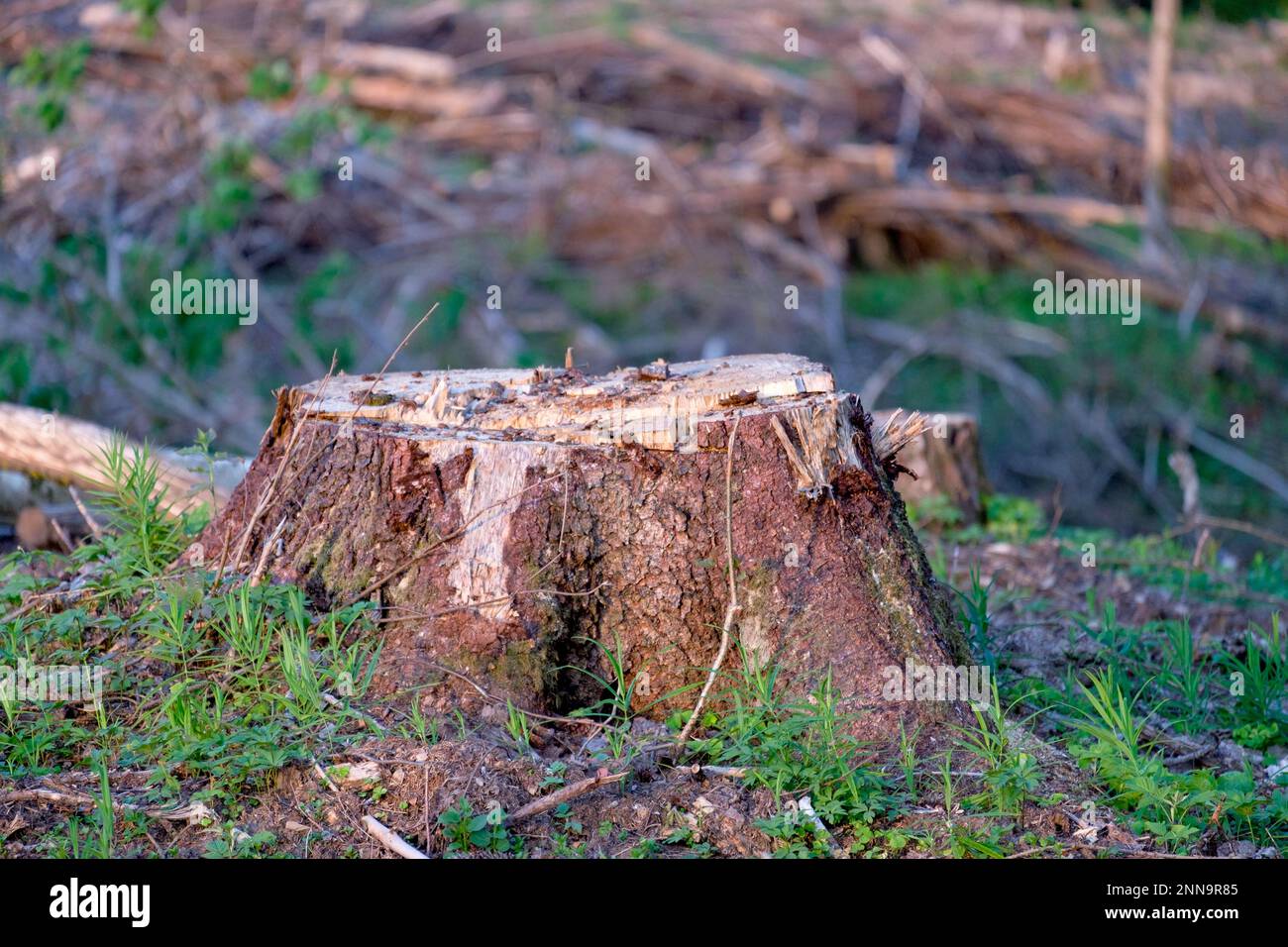 The stump of a felled tree. Logging Stock Photo - Alamy