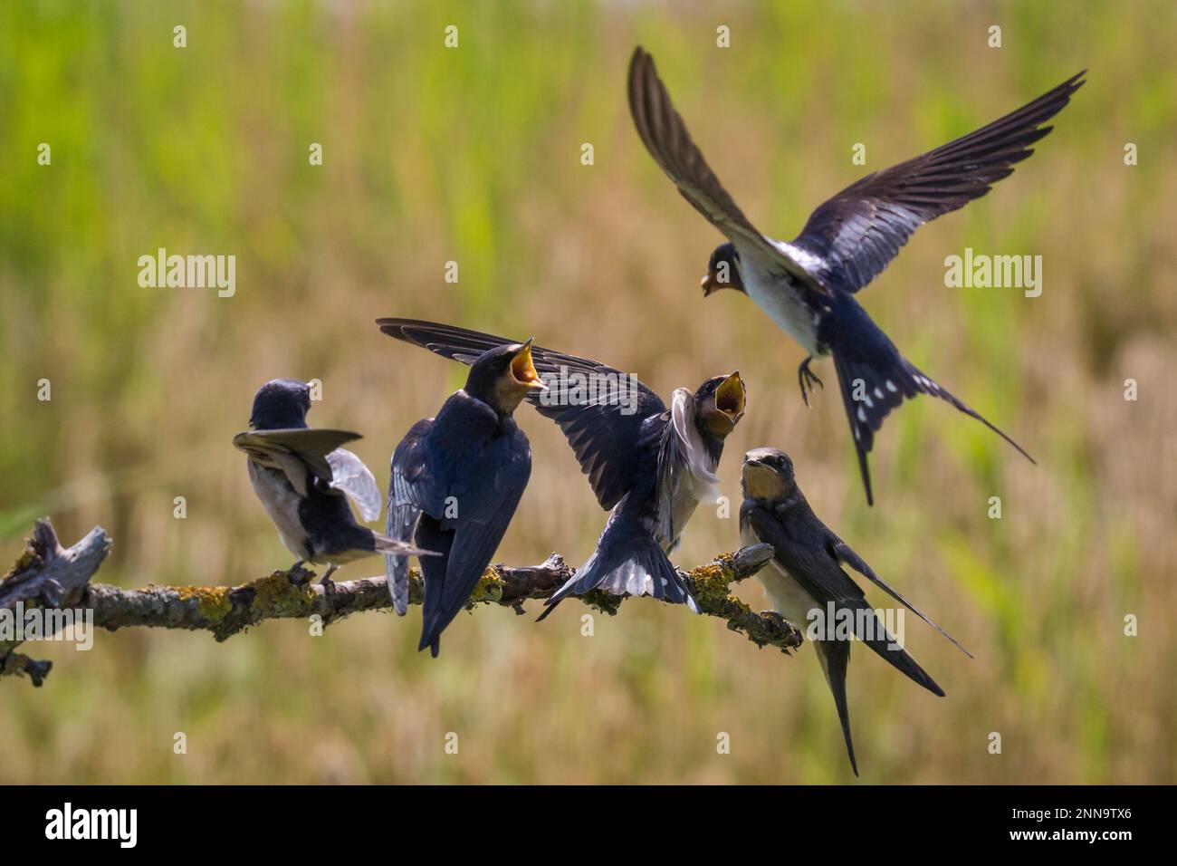 Birds of Italy living in freedom Stock Photo - Alamy