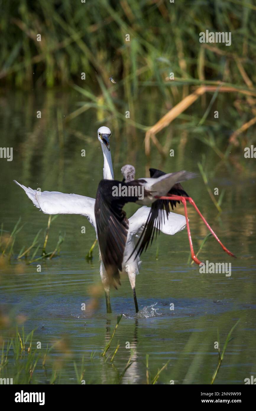 Birds of Italy living in freedom Stock Photo - Alamy