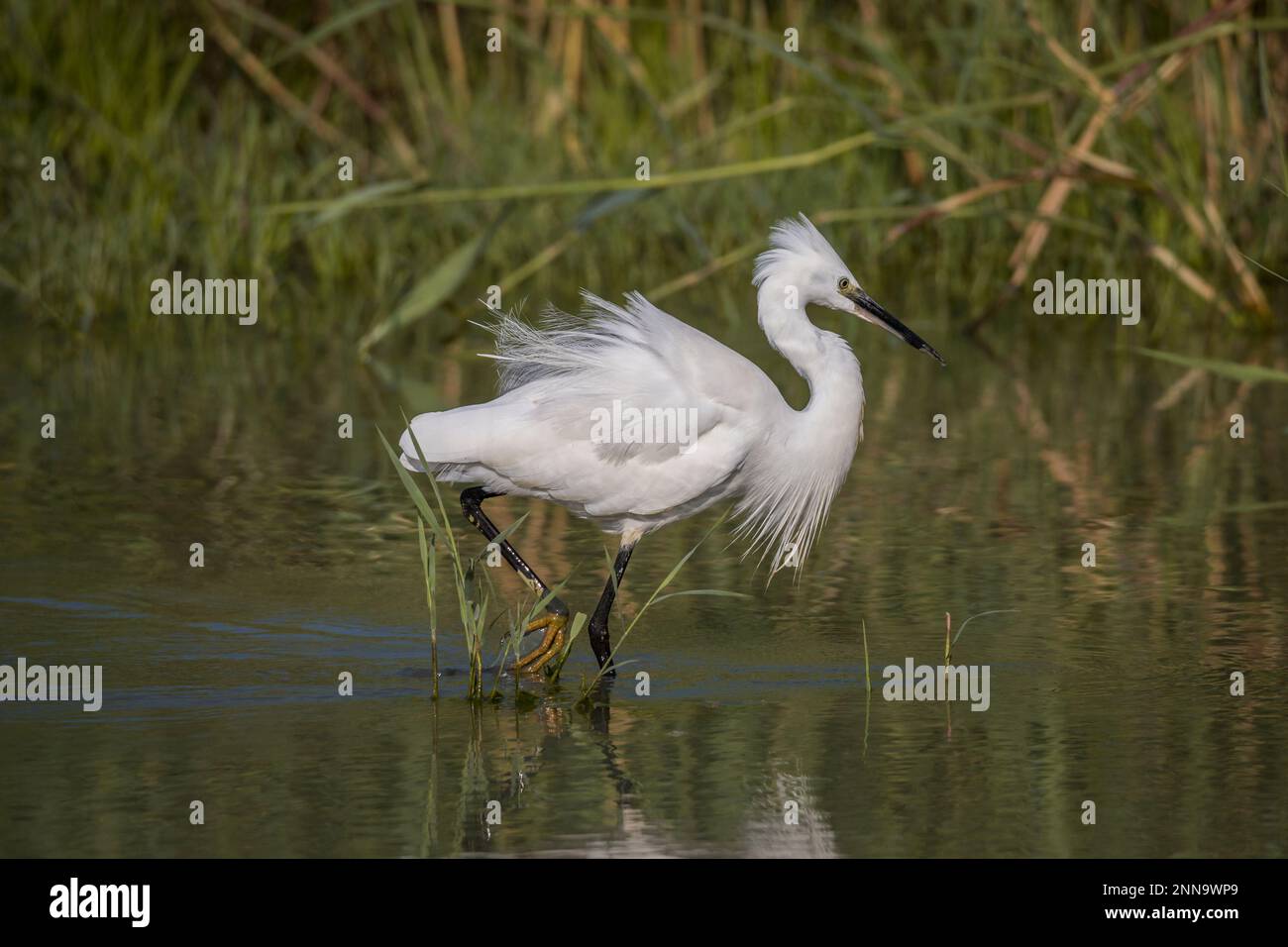 Birds of Italy living in freedom Stock Photo - Alamy