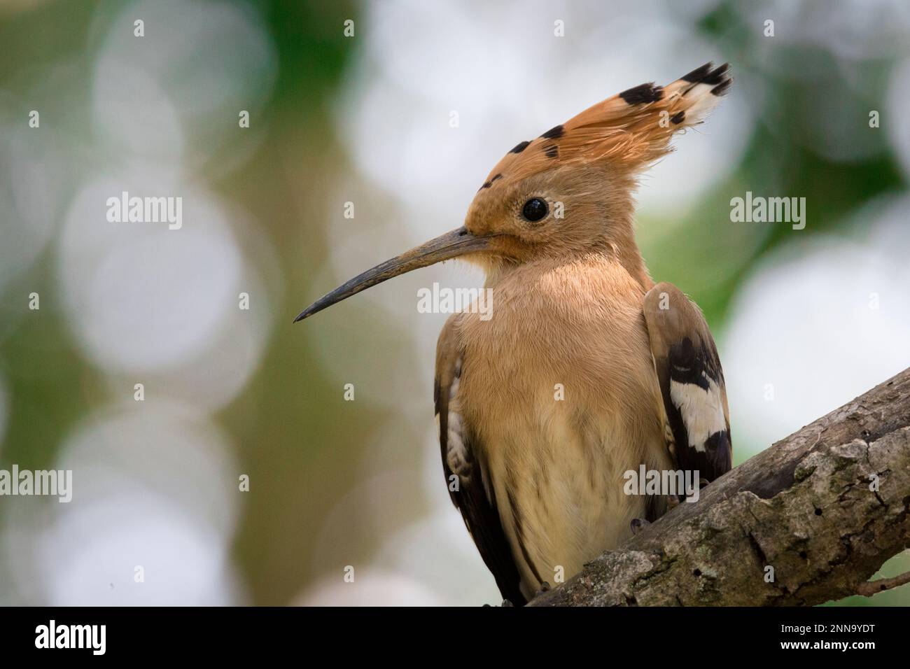 Birds of Italy living in freedom Stock Photo - Alamy