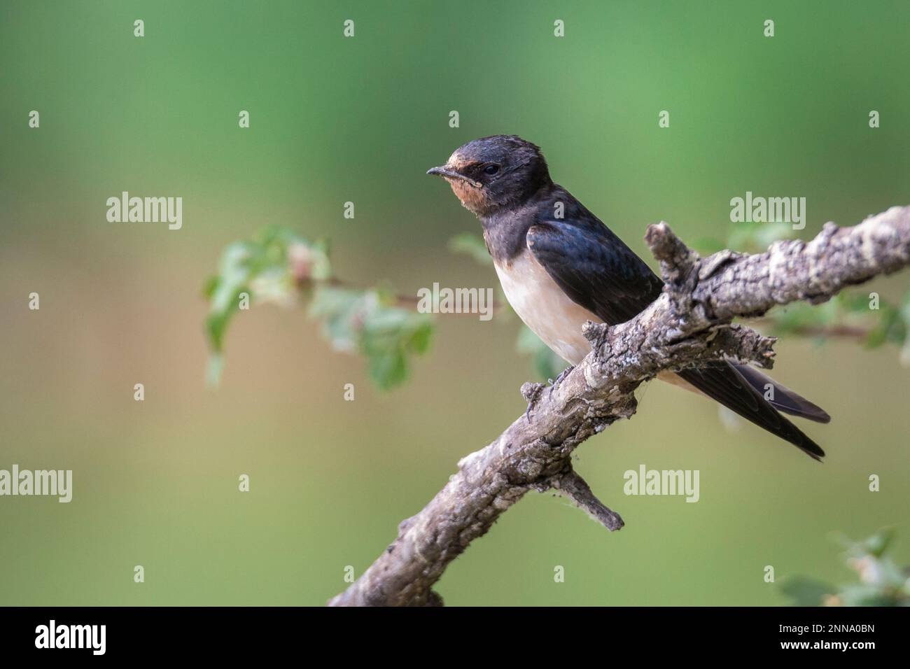 Birds of Italy living in freedom Stock Photo - Alamy