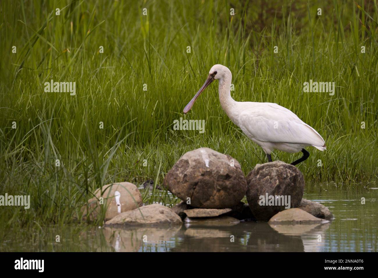 Birds of Italy living in freedom Stock Photo - Alamy