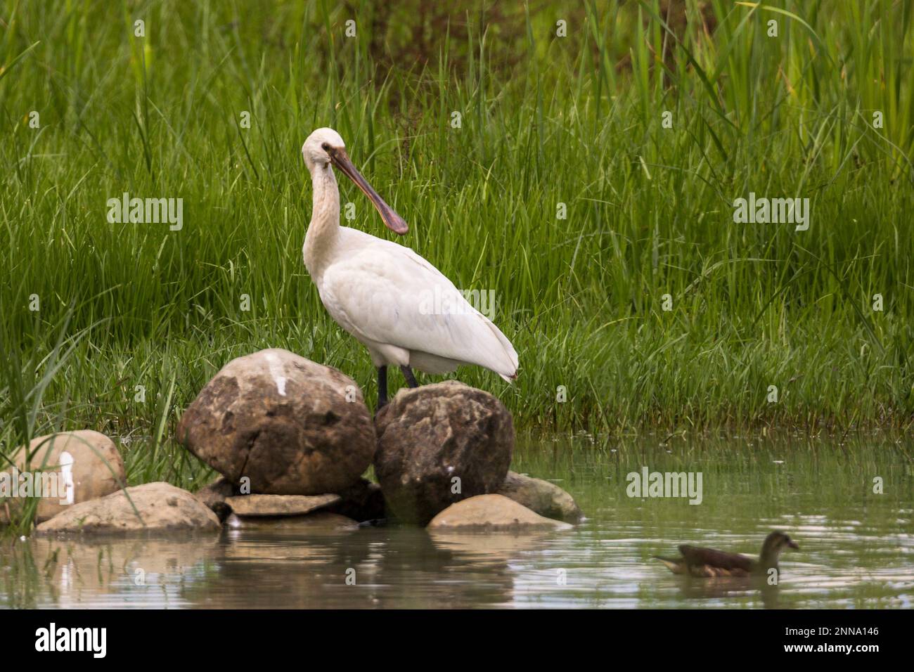 Birds of Italy living in freedom Stock Photo - Alamy
