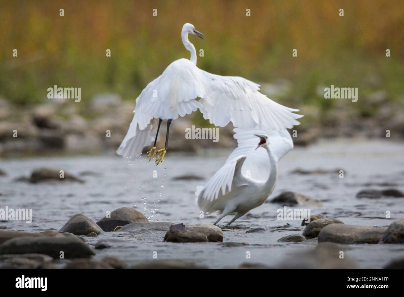 Birds of Italy living in freedom Stock Photo - Alamy