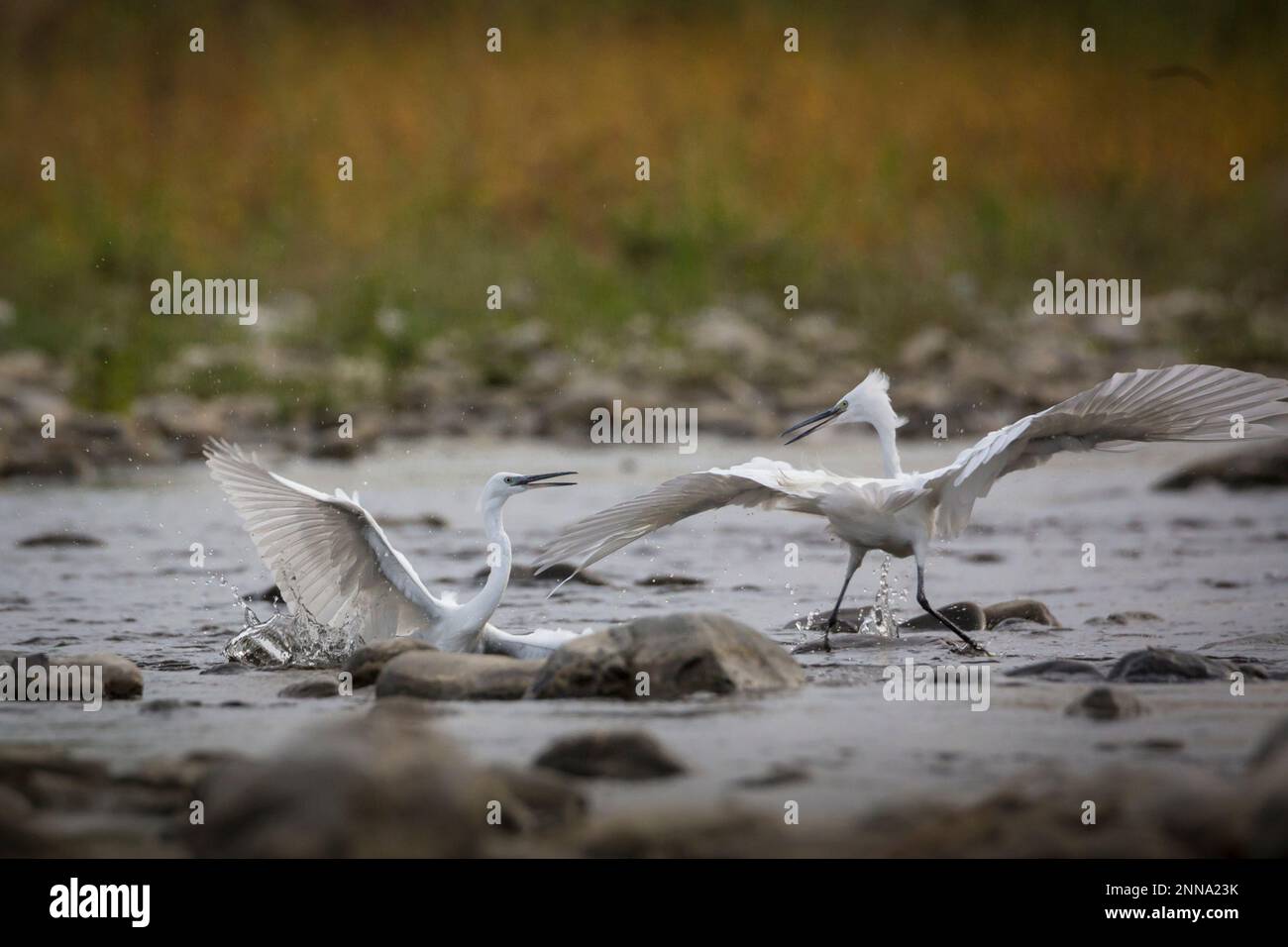 Birds of Italy living in freedom Stock Photo - Alamy