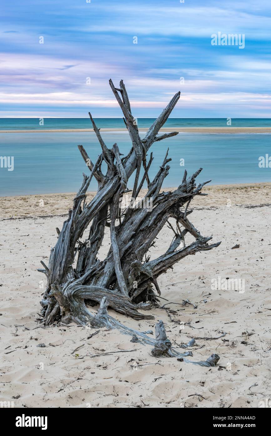 Driftwood on the beach, Lake Superior, Pictured Rocks National ...