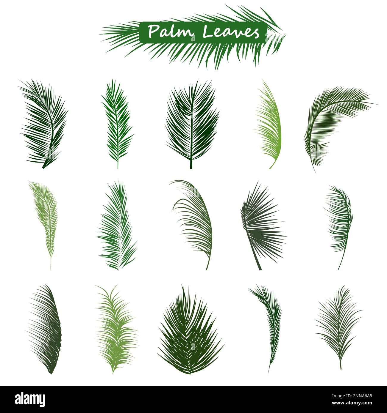 Exotic leaves palm monstera Cut Out Stock Images & Pictures - Alamy