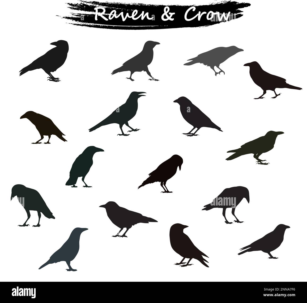 Crow Raven Silhouette Vector Illustration Stock Vector Image & Art - Alamy