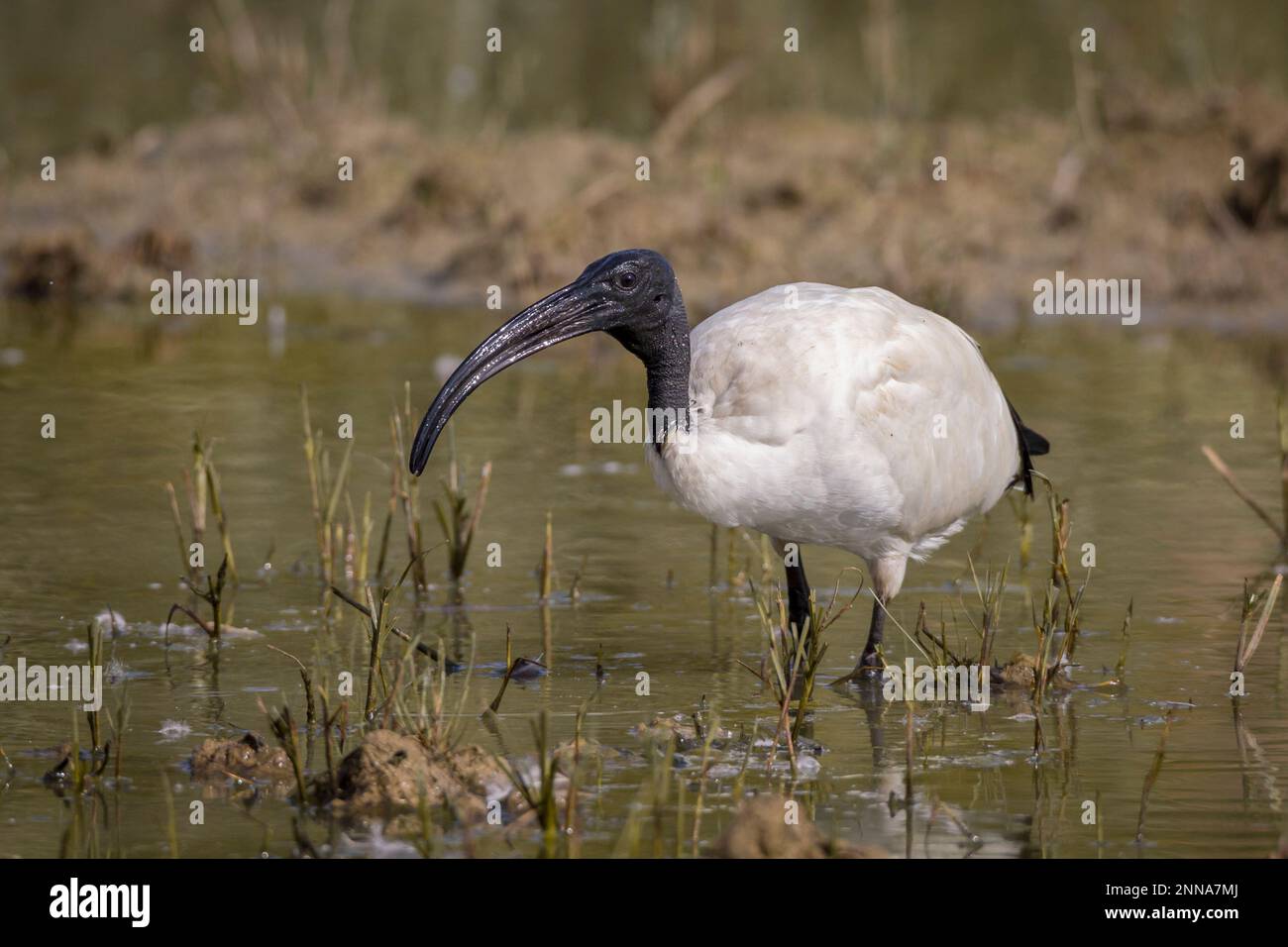 Birds of Italy living in freedom Stock Photo - Alamy