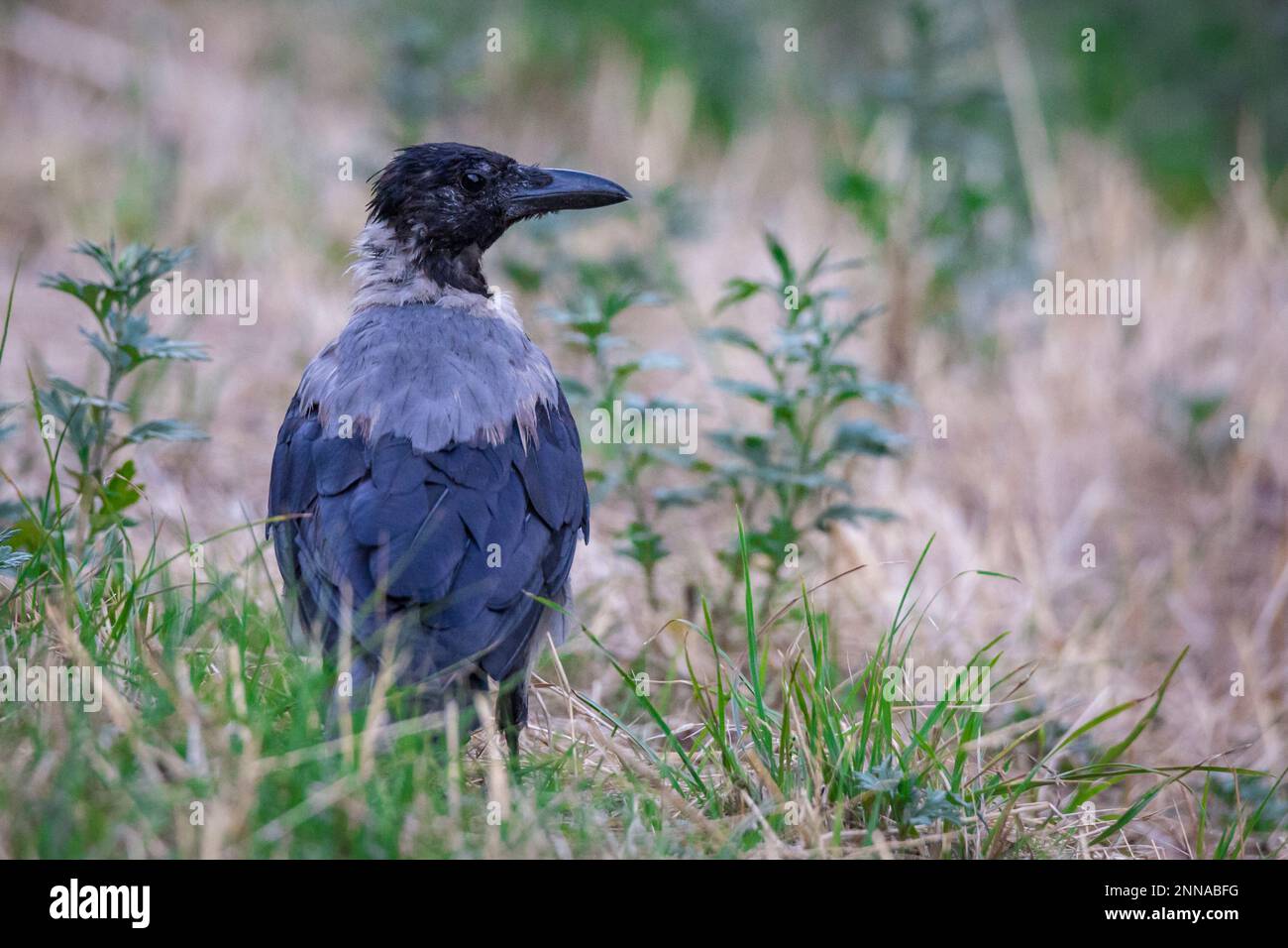 Birds of Italy living in freedom Stock Photo - Alamy