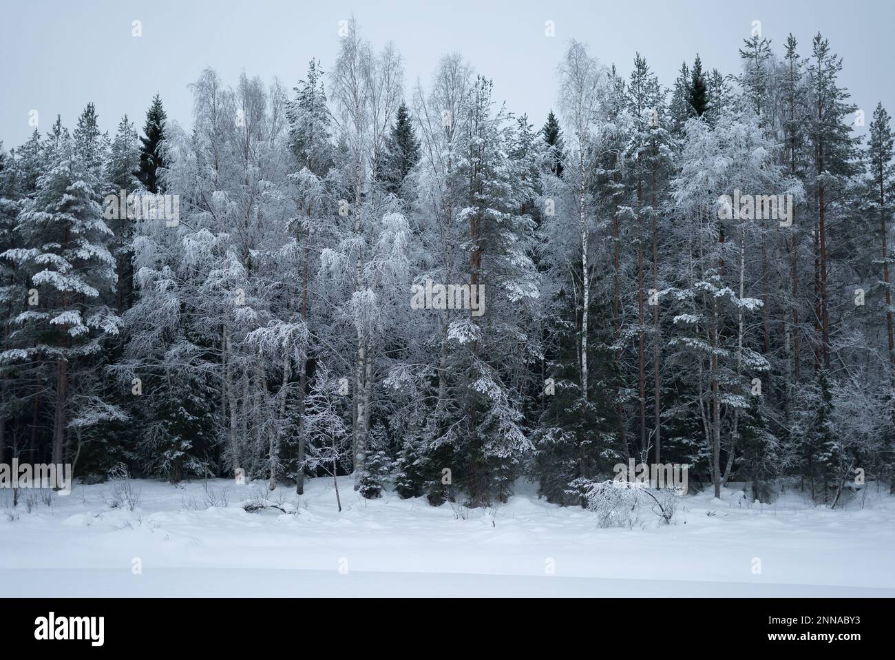 beautiful snowy trees in the Swedish wilderness Stock Photo - Alamy