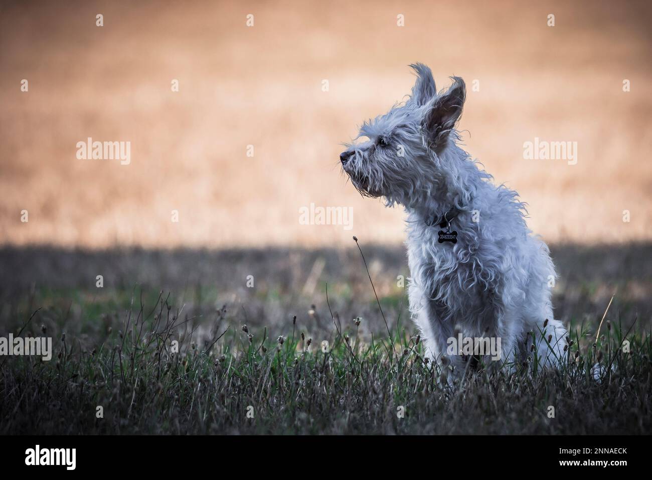 Welsh corgi french bulldog dogs hi-res stock photography and images - Alamy