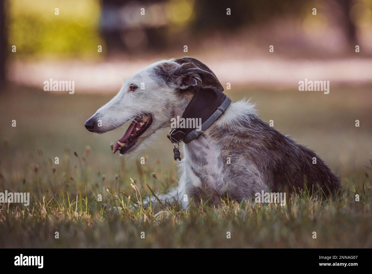 Beautiful bulldog competition hi-res stock photography and images - Alamy