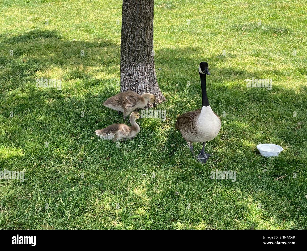 Photo by: STRF/STAR MAX/IPx 2021 5/23/21 Geese and their offspring ...