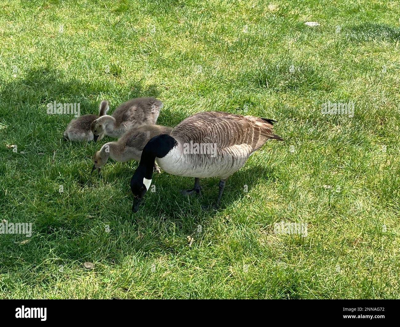 Photo by: STRF/STAR MAX/IPx 2021 5/23/21 Geese and their offspring ...