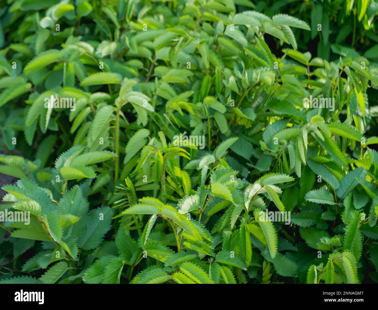 Green leaves of Sanguisorba officinalis, commonly known as great burnet ...