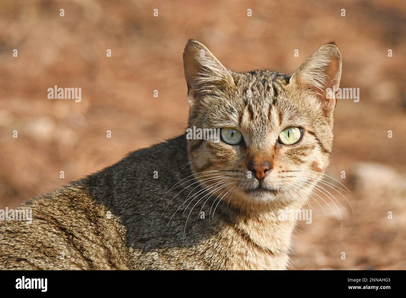 Feral cat hi-res stock photography and images - Alamy