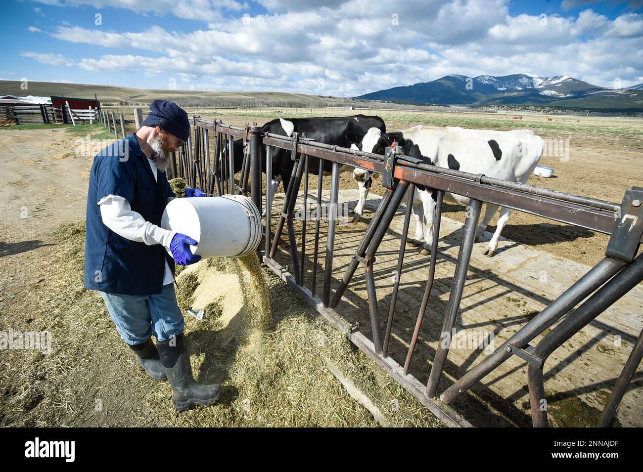Inmate Mark McGuire feeds a small group of Holstein cows at the Montana ...