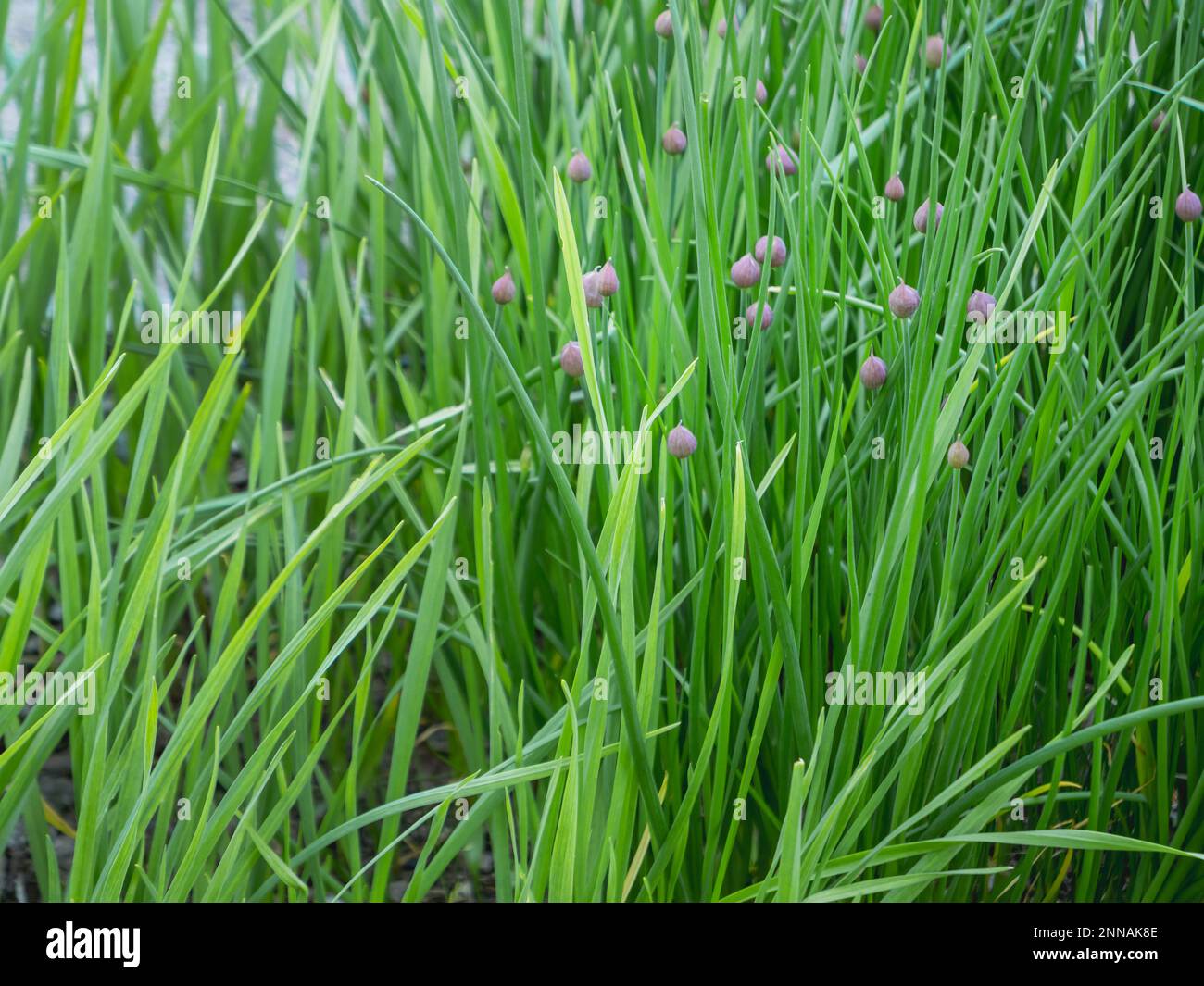 Edible sprout hi-res stock photography and images - Alamy