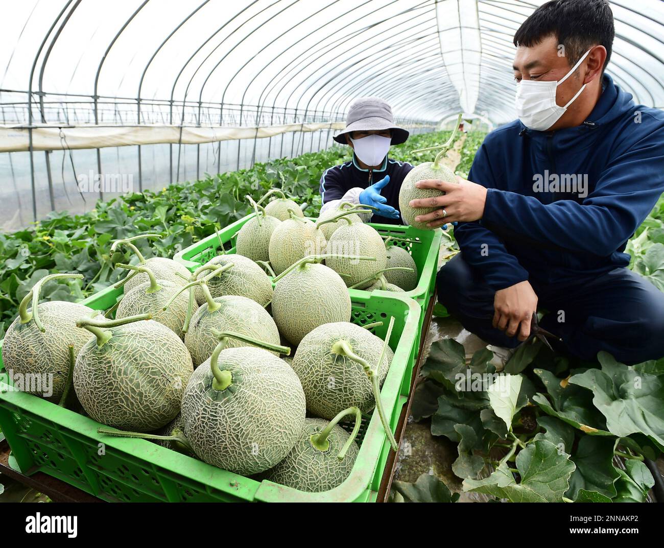 Yubari Cantaloupes