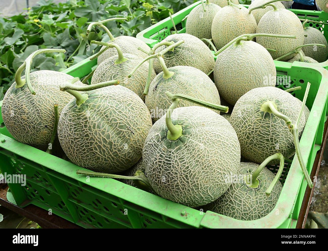 Yubari Cantaloupes