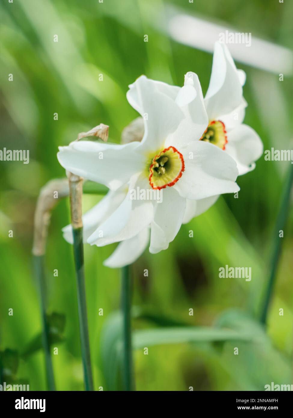 Natural spring background with blooming Narcissus or Daffodil ...