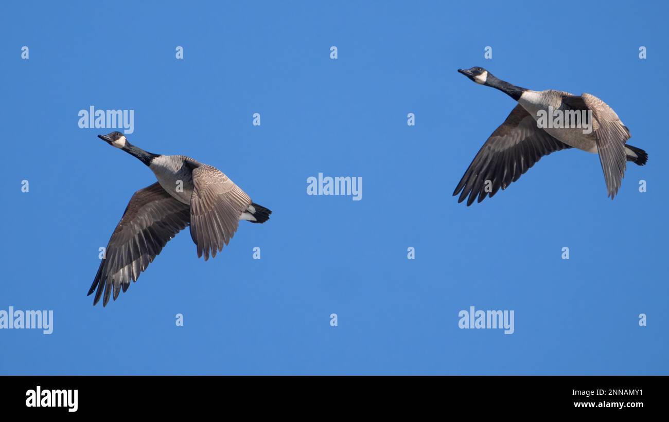 Gander canada hi-res stock photography and images - Alamy