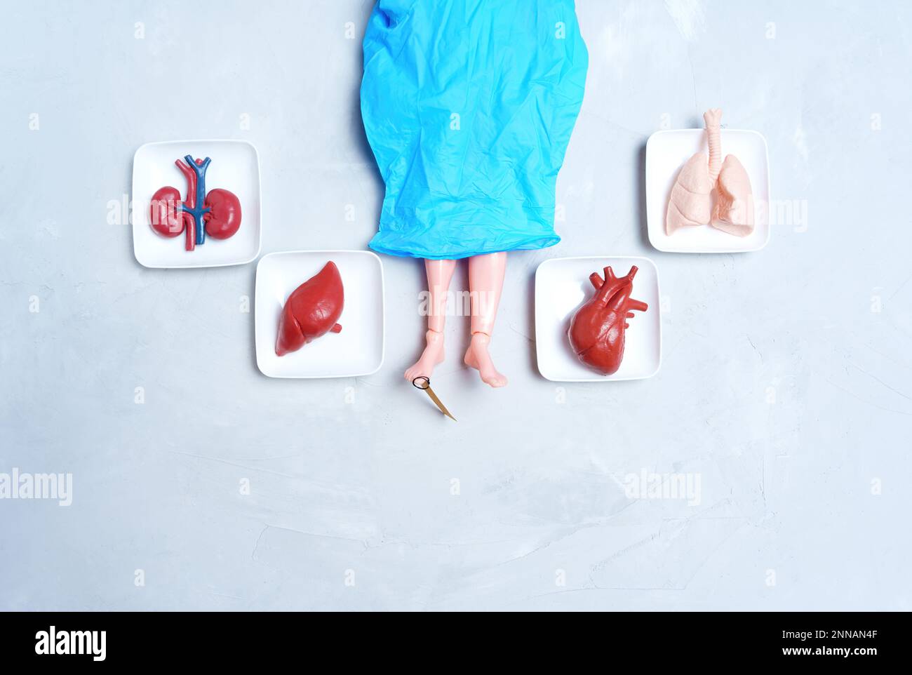 Doll covered with a blue surgical glove and trays of toy human organs ...