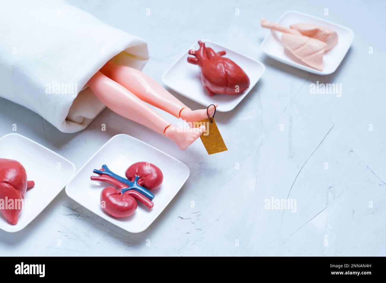 Human body autopsy explanation related background: toy essential organs ...