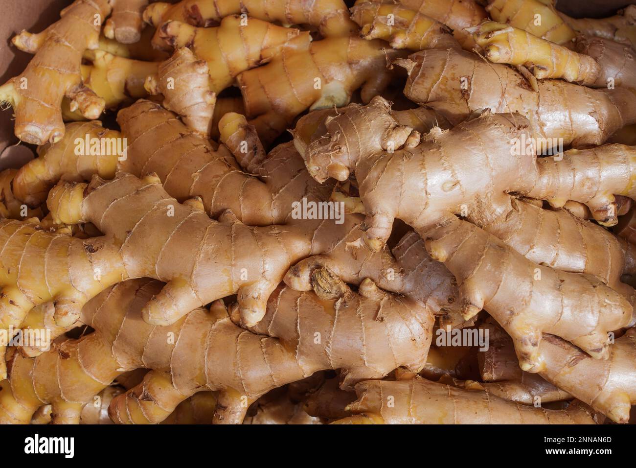 Close-up view of a large pile of fresh ginger roots. Spice and vibrancy ...