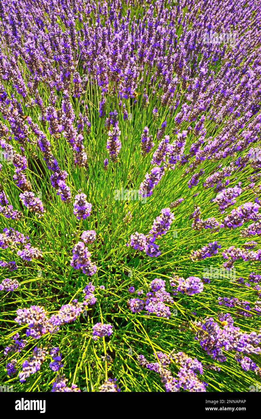 Lavender field blossom in Washington, USA Stock Photo - Alamy