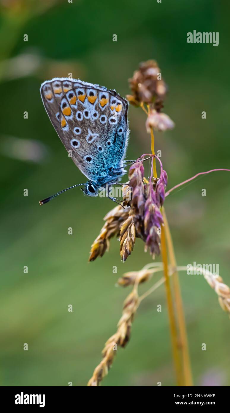 Turquoise blue butterfly hi-res stock photography and images - Alamy