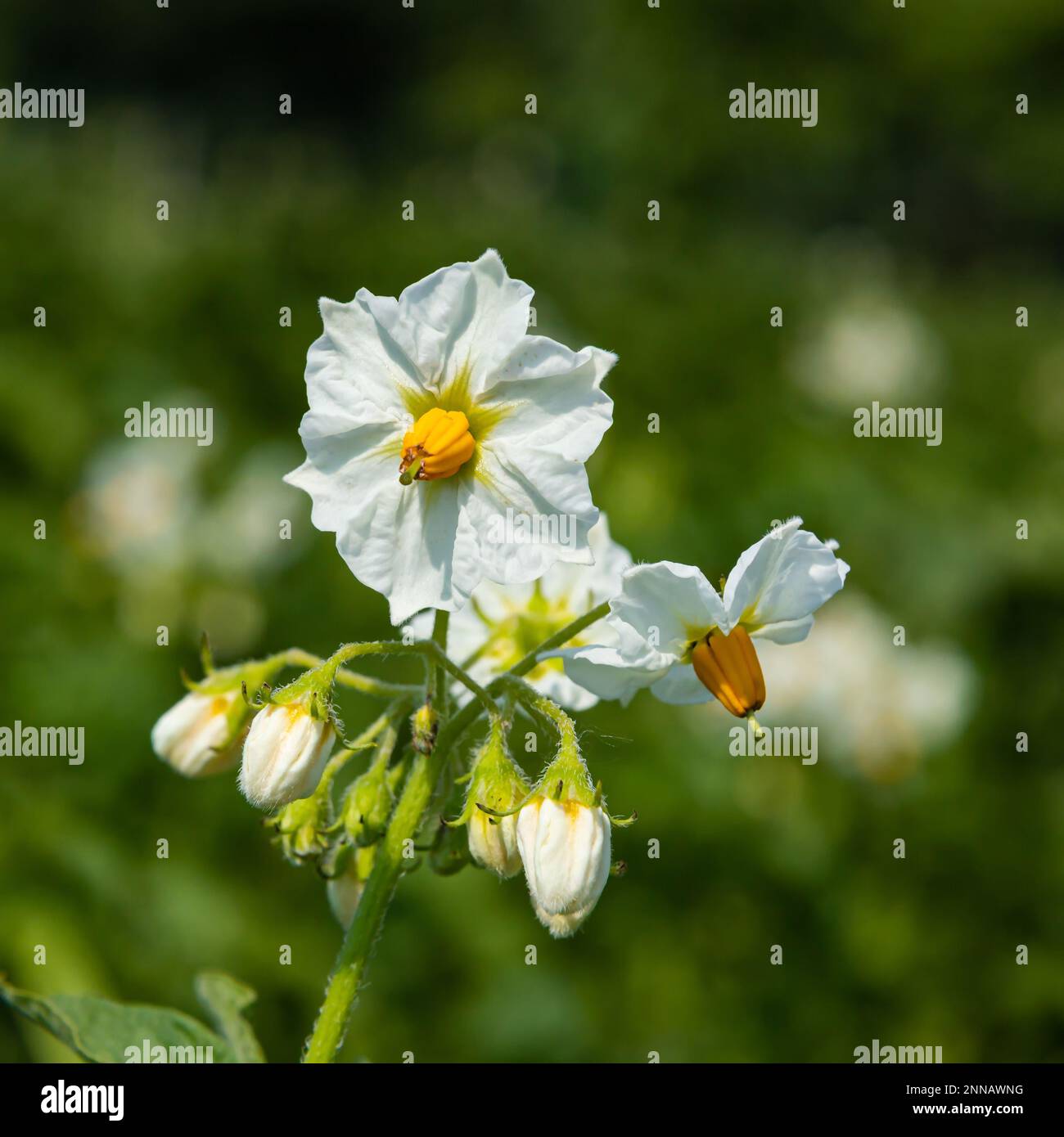 Flowering of growing potatoes. Large white potato flower with fresh ...