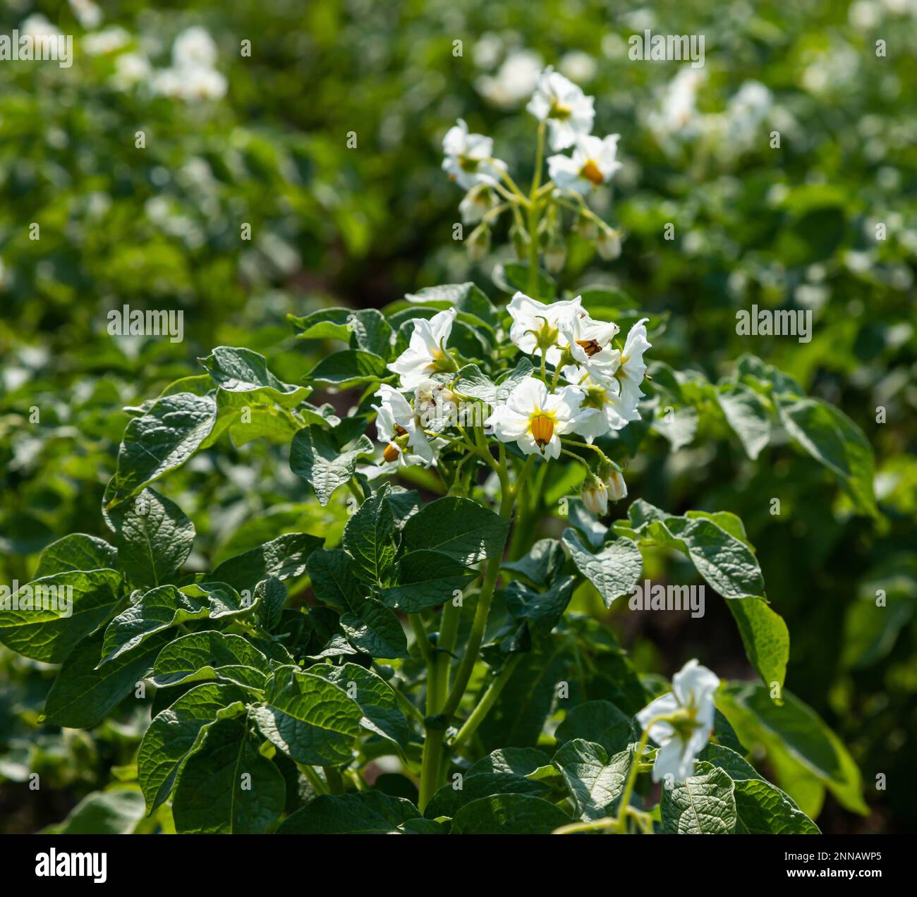 Flowering of growing potatoes. Large white potato flower with fresh ...